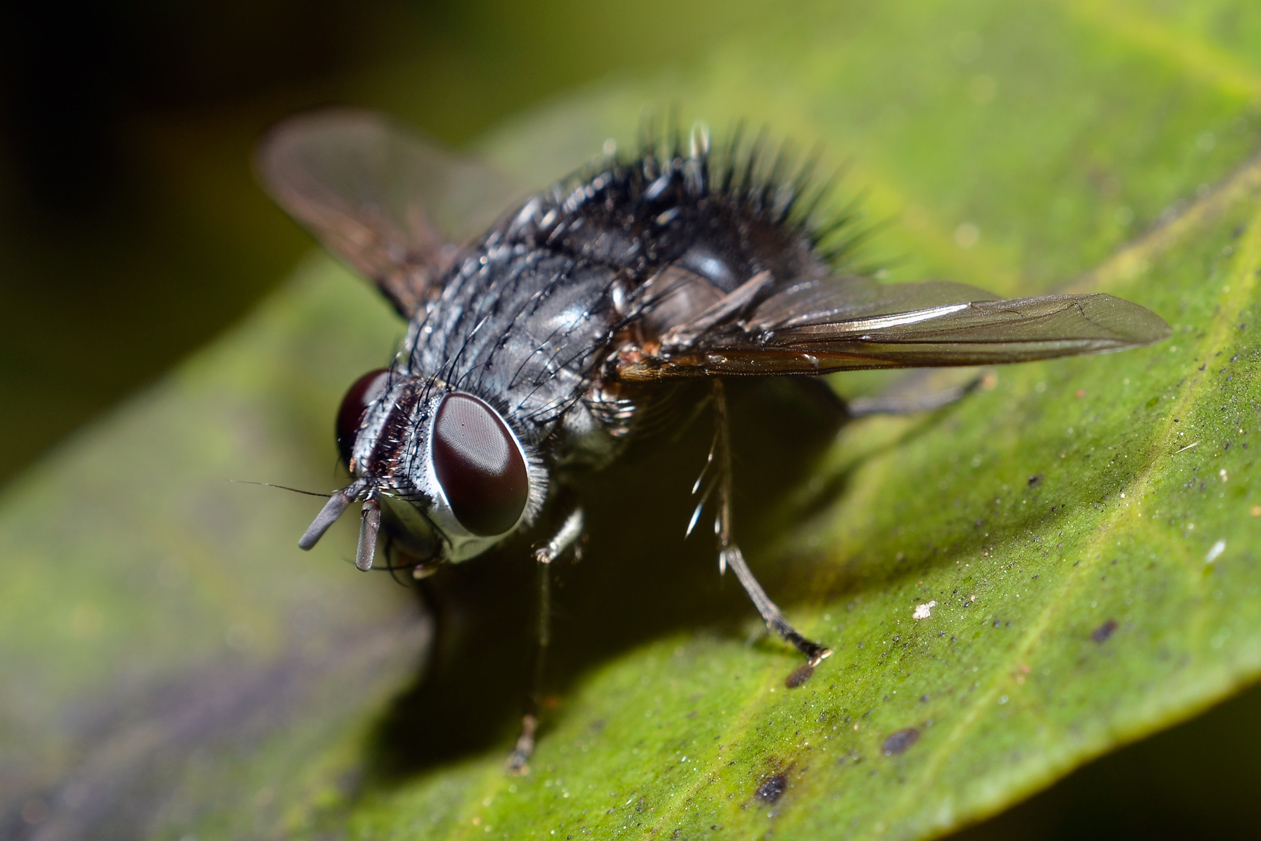 Flies Efram Goldberg Photography